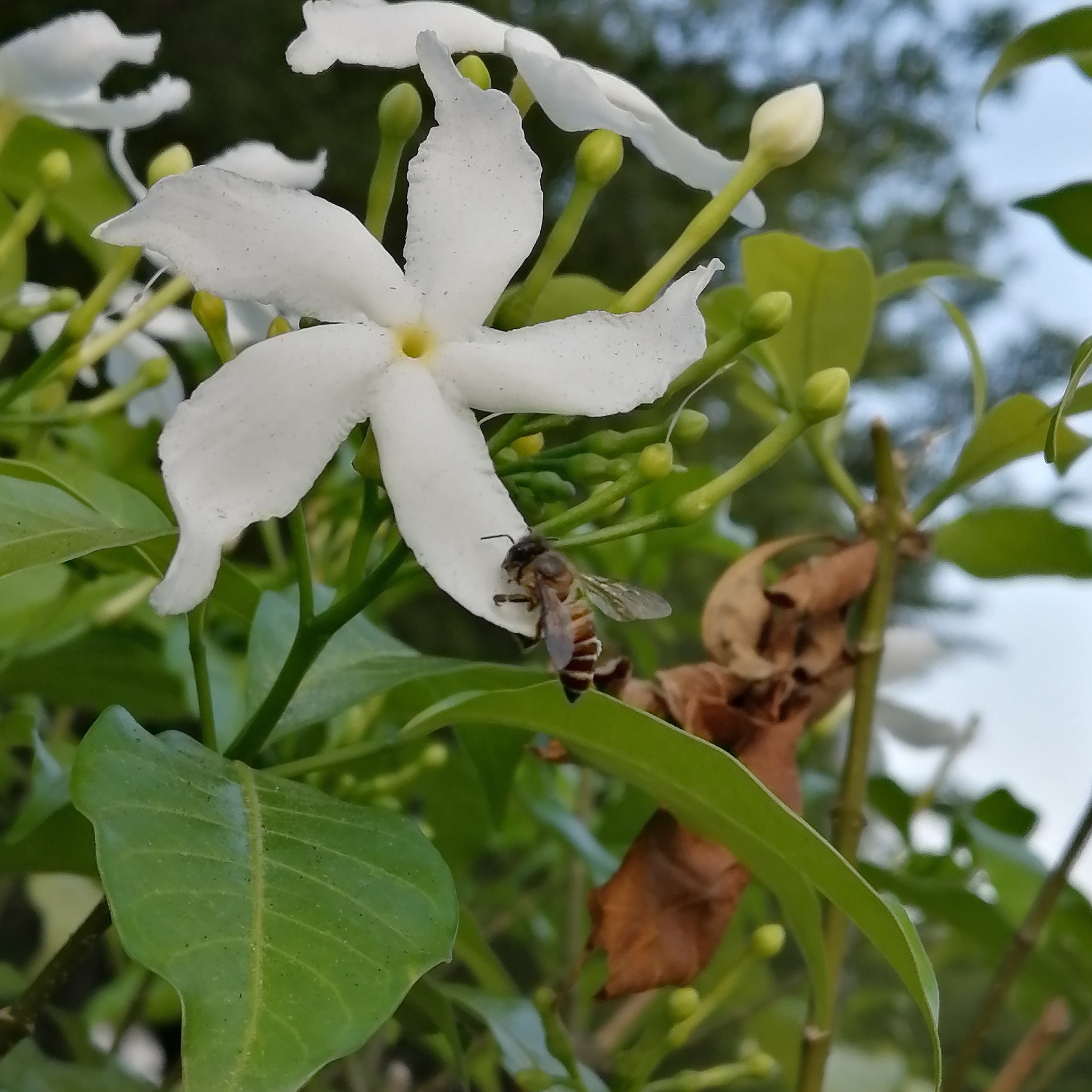 Apis cerana Fabricius, 1793