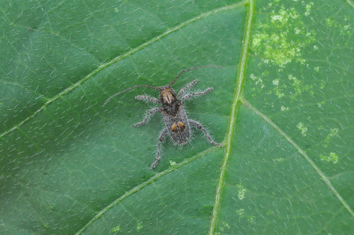 Genus Acaua · iNaturalist