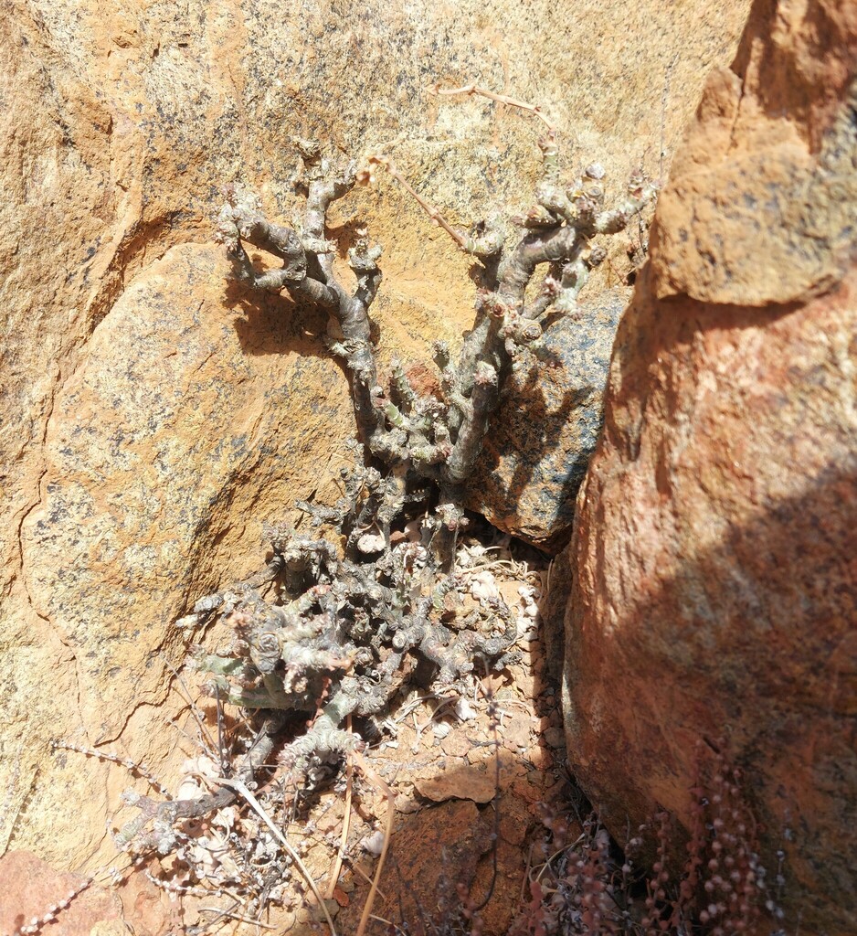 cactus geranium in December 2022 by Hafeez Sonday · iNaturalist