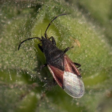 Lime seed bug from Tavira, 8800, Portugal on May 7, 2022 at 07:03 PM by ...