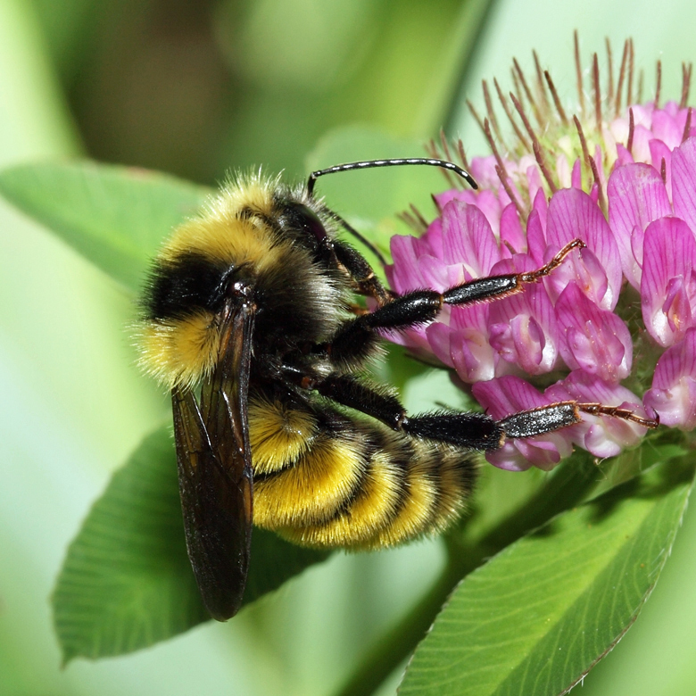 Northern Amber Bumble Bee from Middlebury, VT 05753, USA on July 29 ...