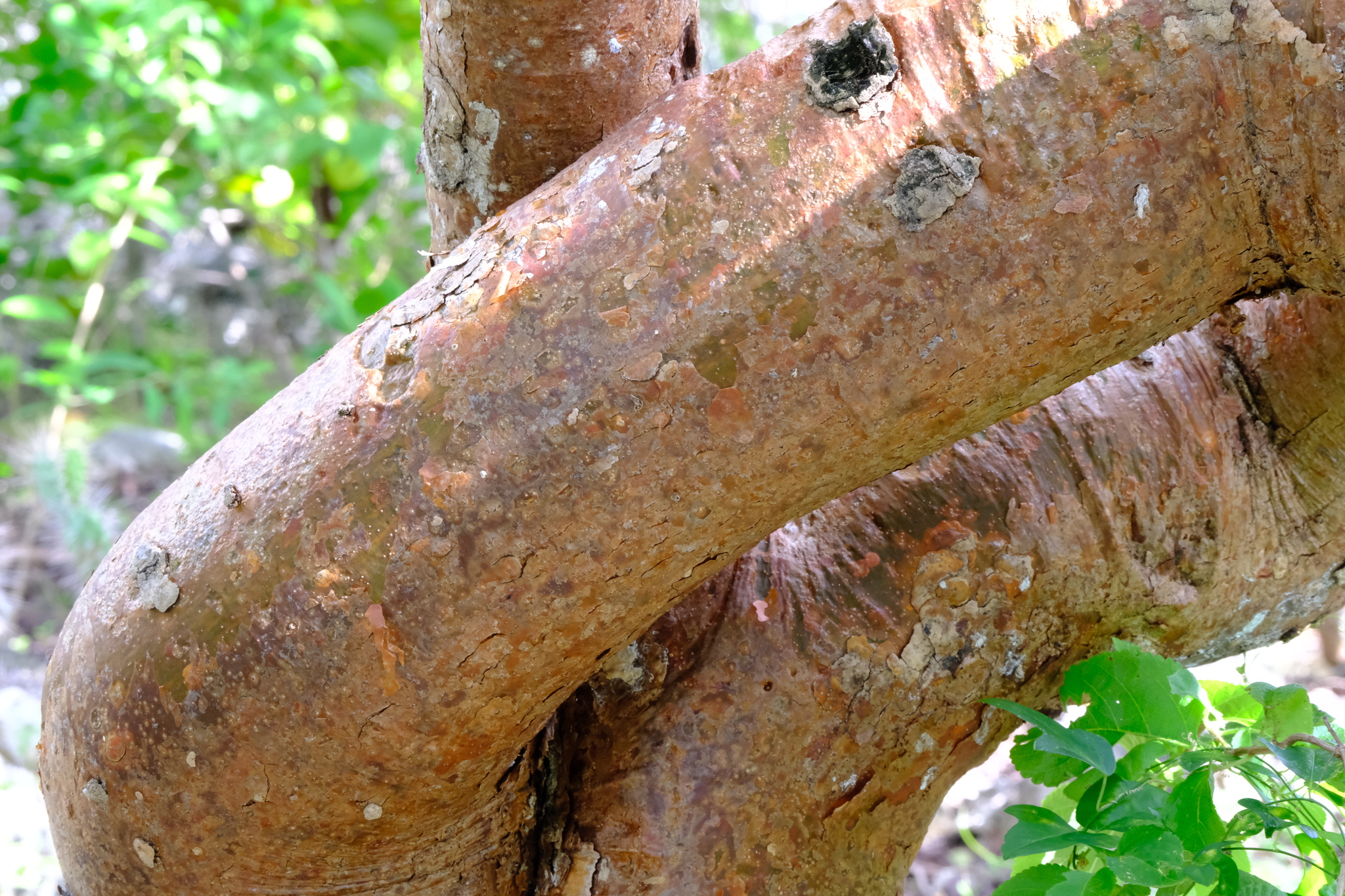 Bursera simaruba (L.) Sarg.