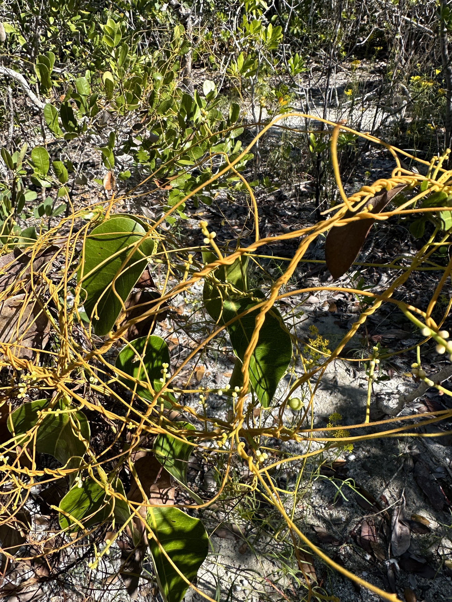 Cassytha filiformis L.