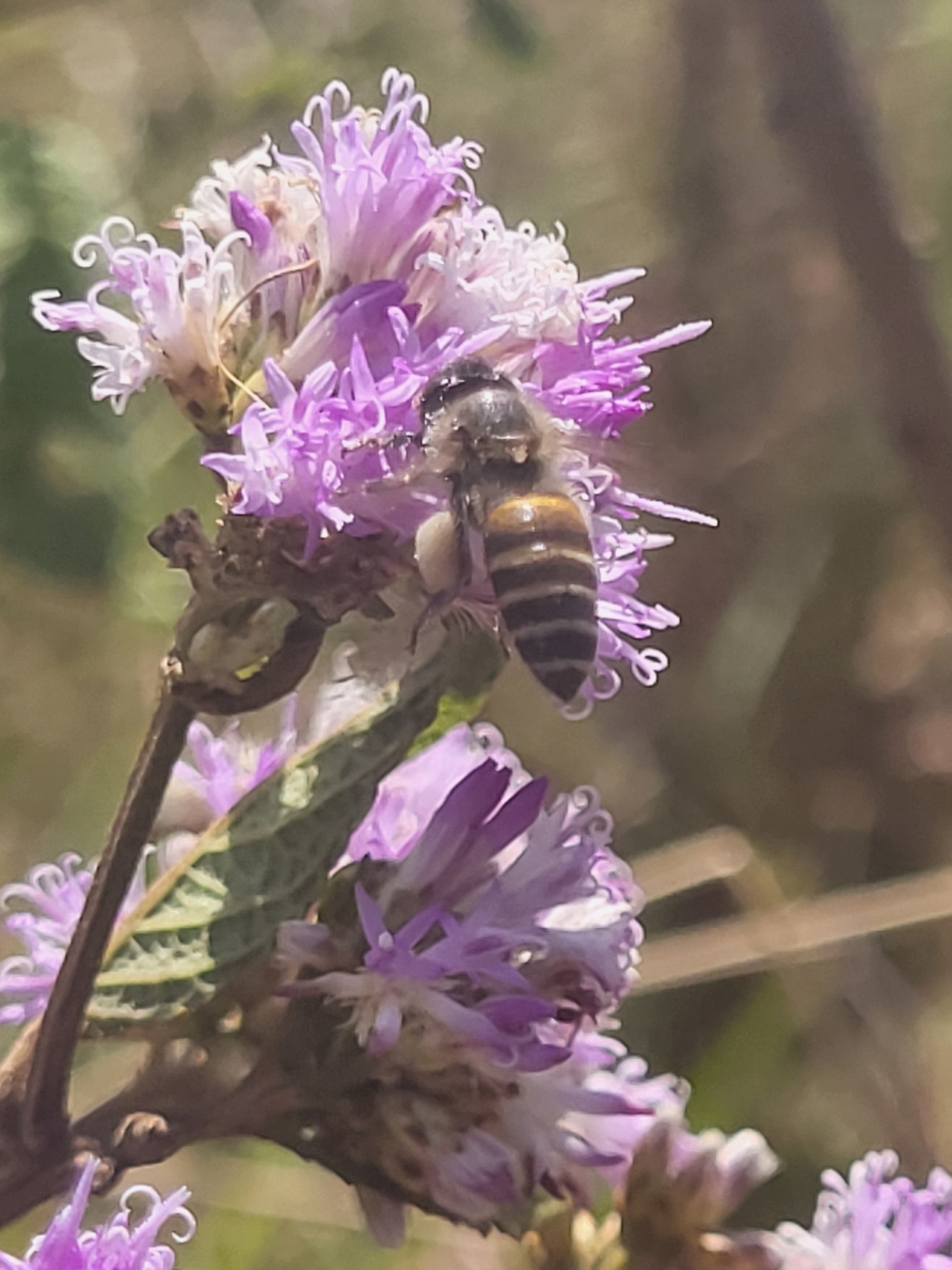 Apis cerana Fabricius, 1793