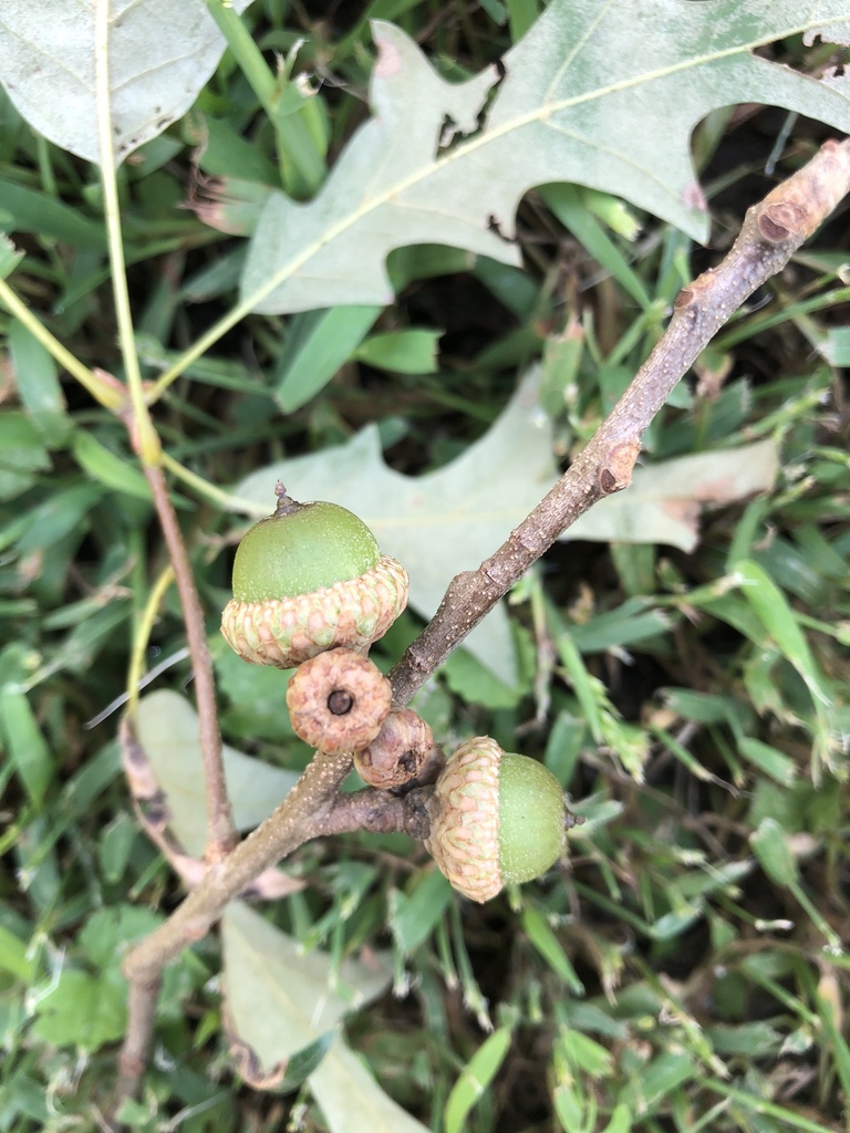 cherrybark oak (Quercus pagoda) - Botanical Realm