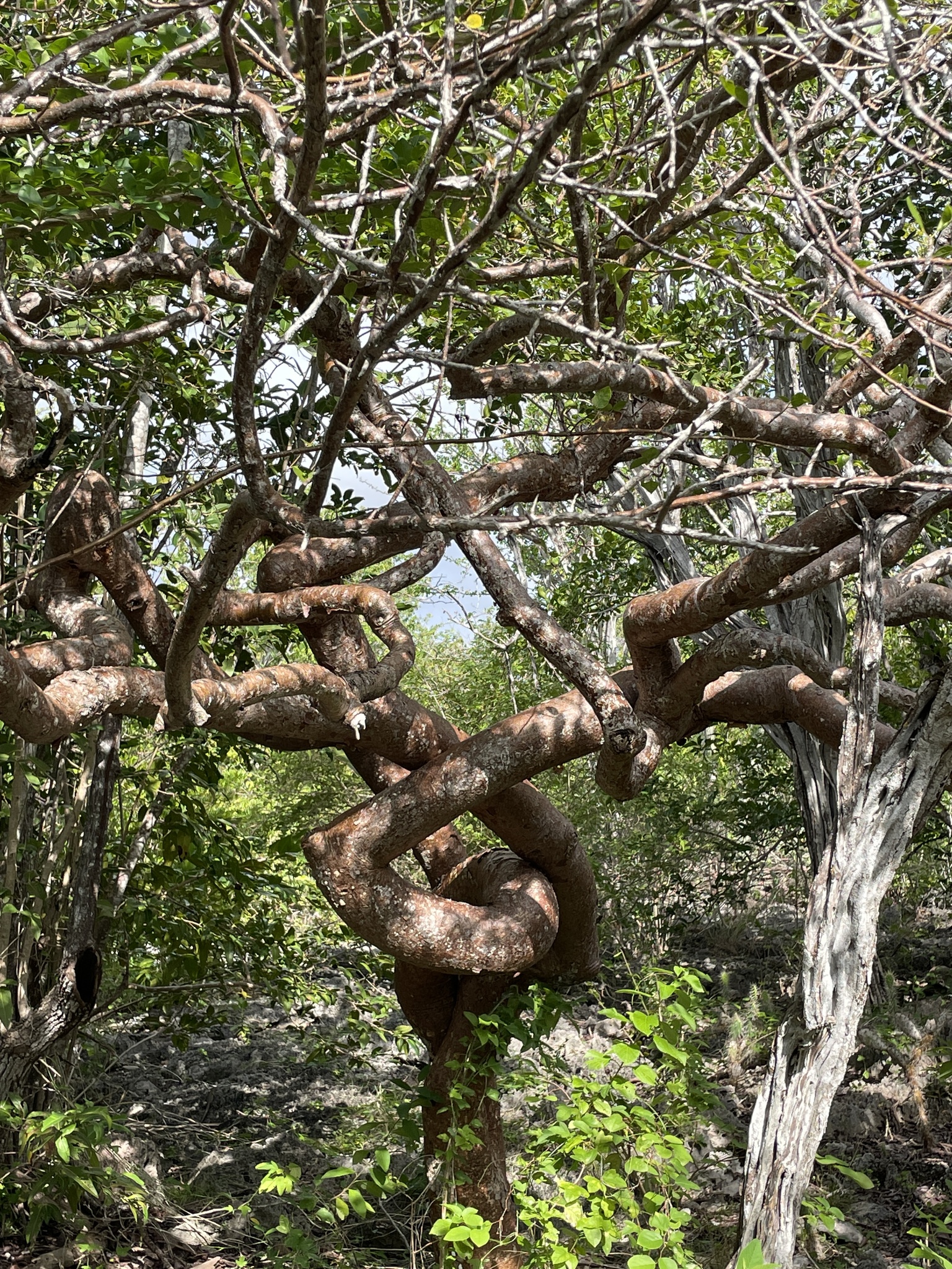 Bursera simaruba (L.) Sarg.