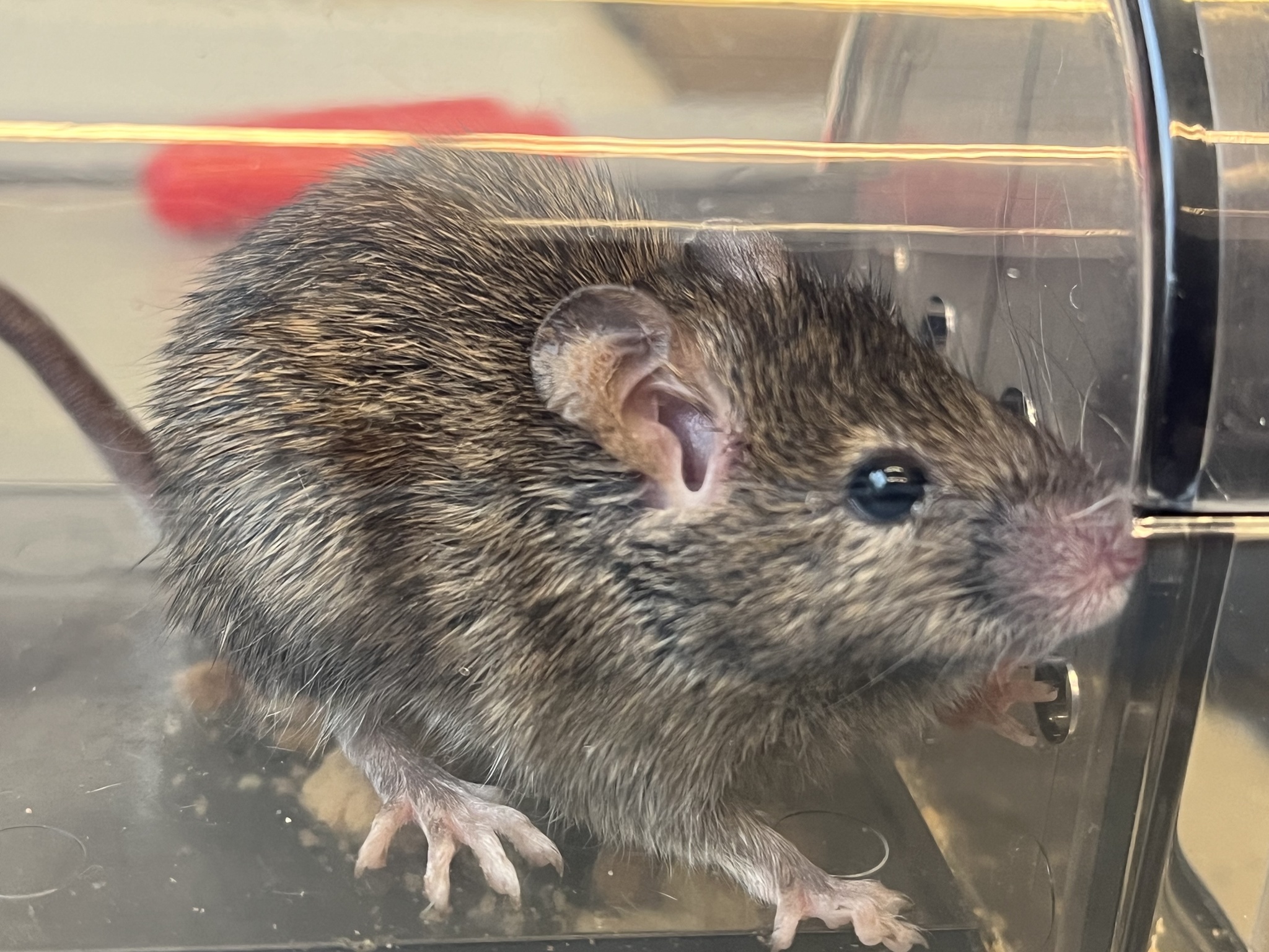 Mus musculus Linnaeus, 1758