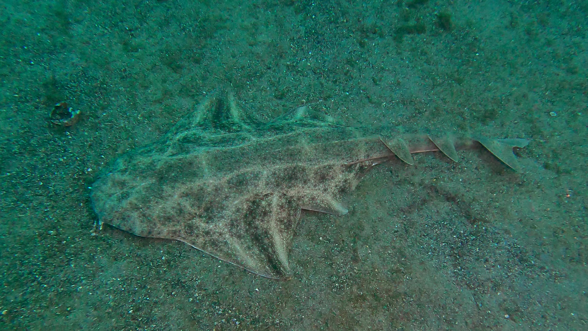 Squatiniformes