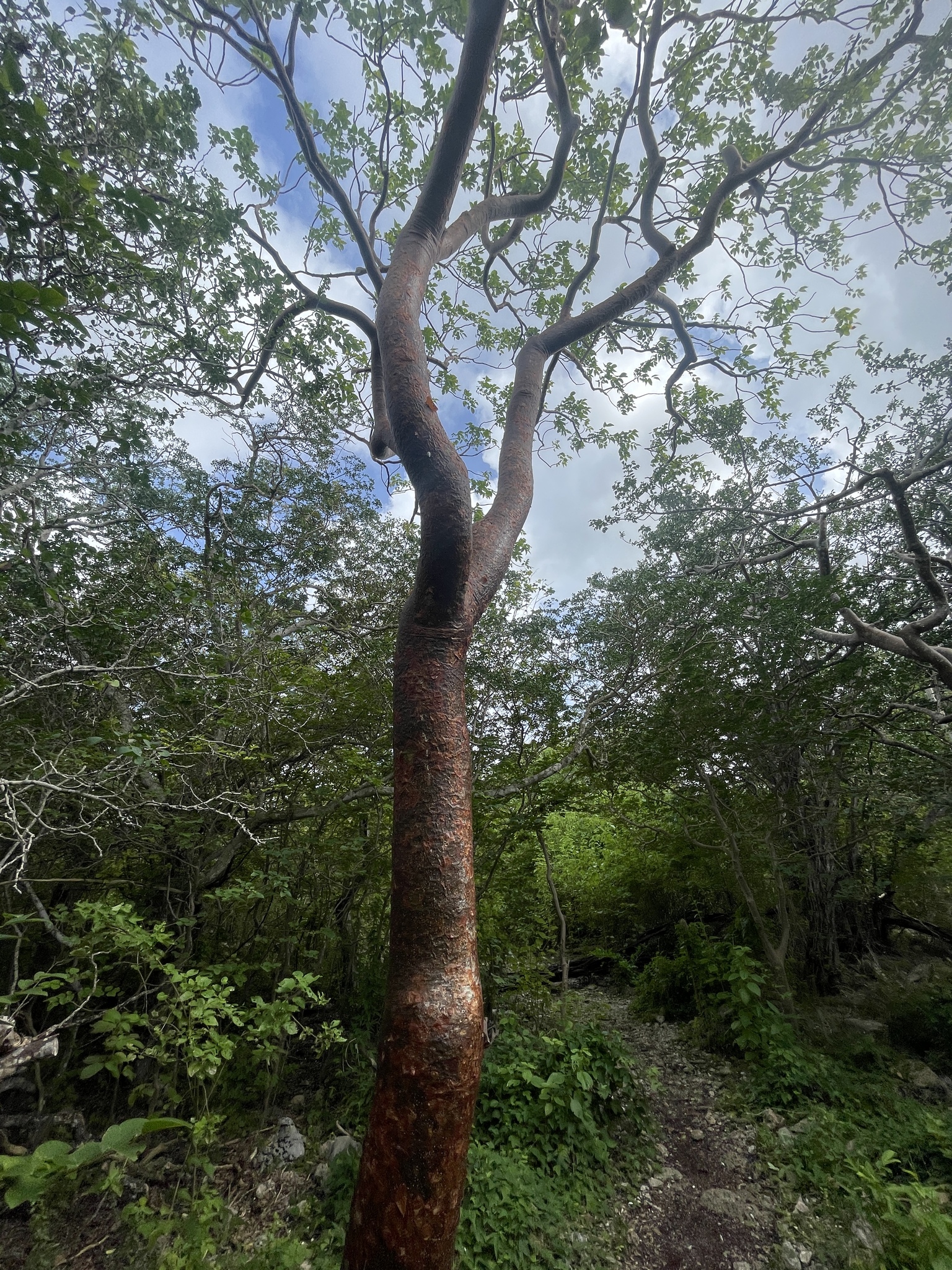Bursera simaruba (L.) Sarg.