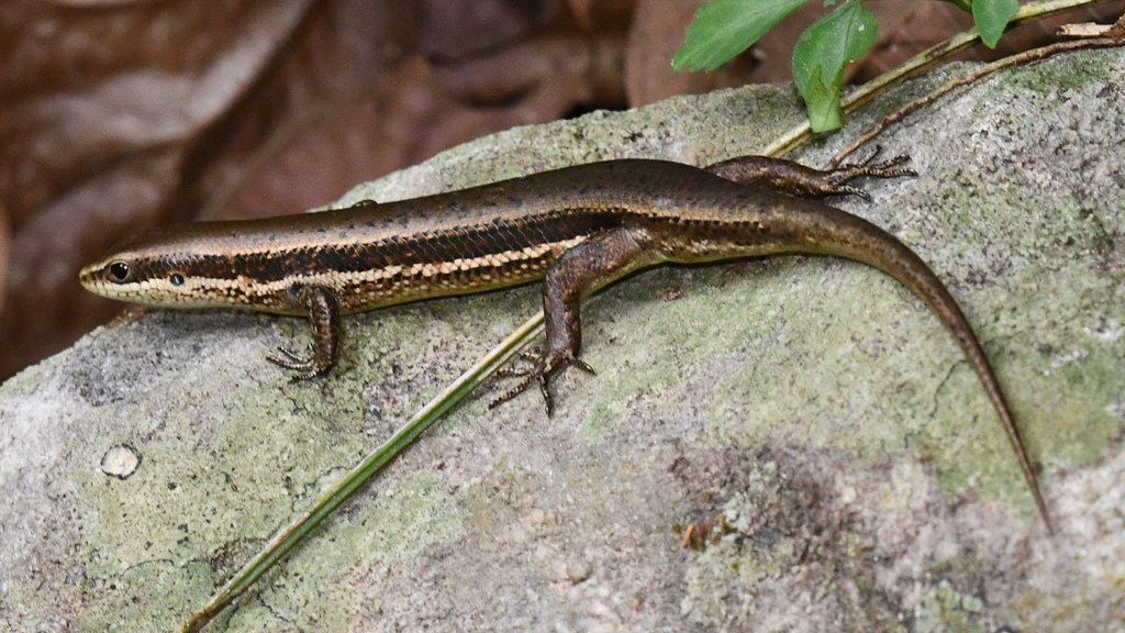 South American Spotted Skink from San Martin, Peru on November 20, 2022 ...