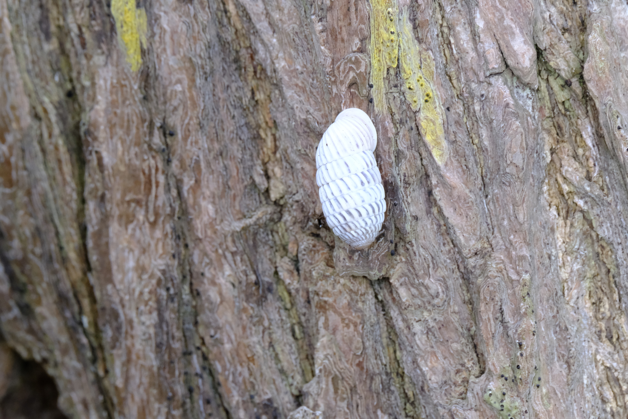 Cerion uva (Linnaeus, 1758)