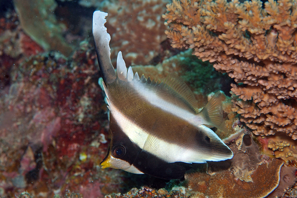 Pennant Bannerfish (Suva Reef to Shore Area) · iNaturalist