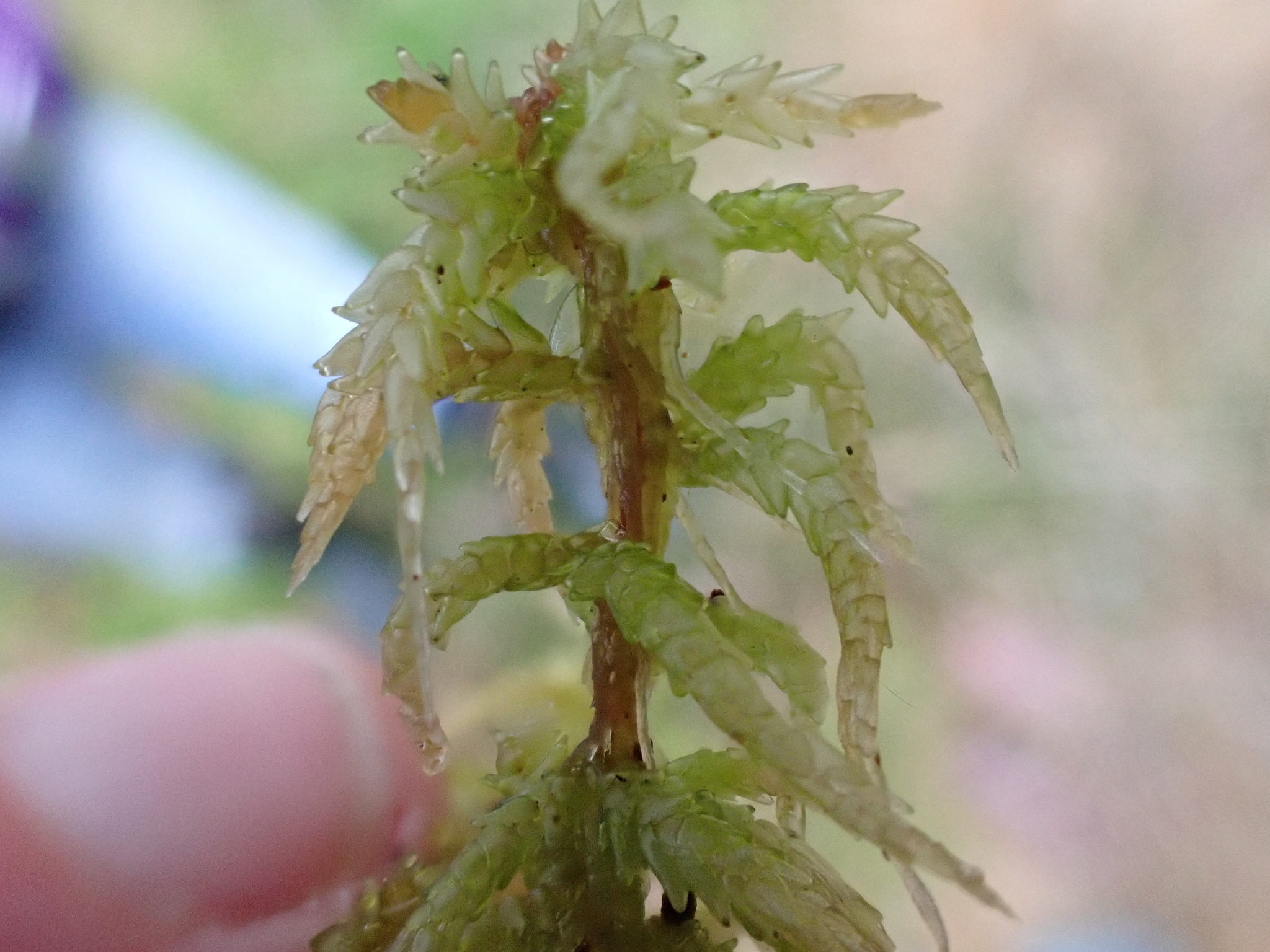 Sphagnum L.