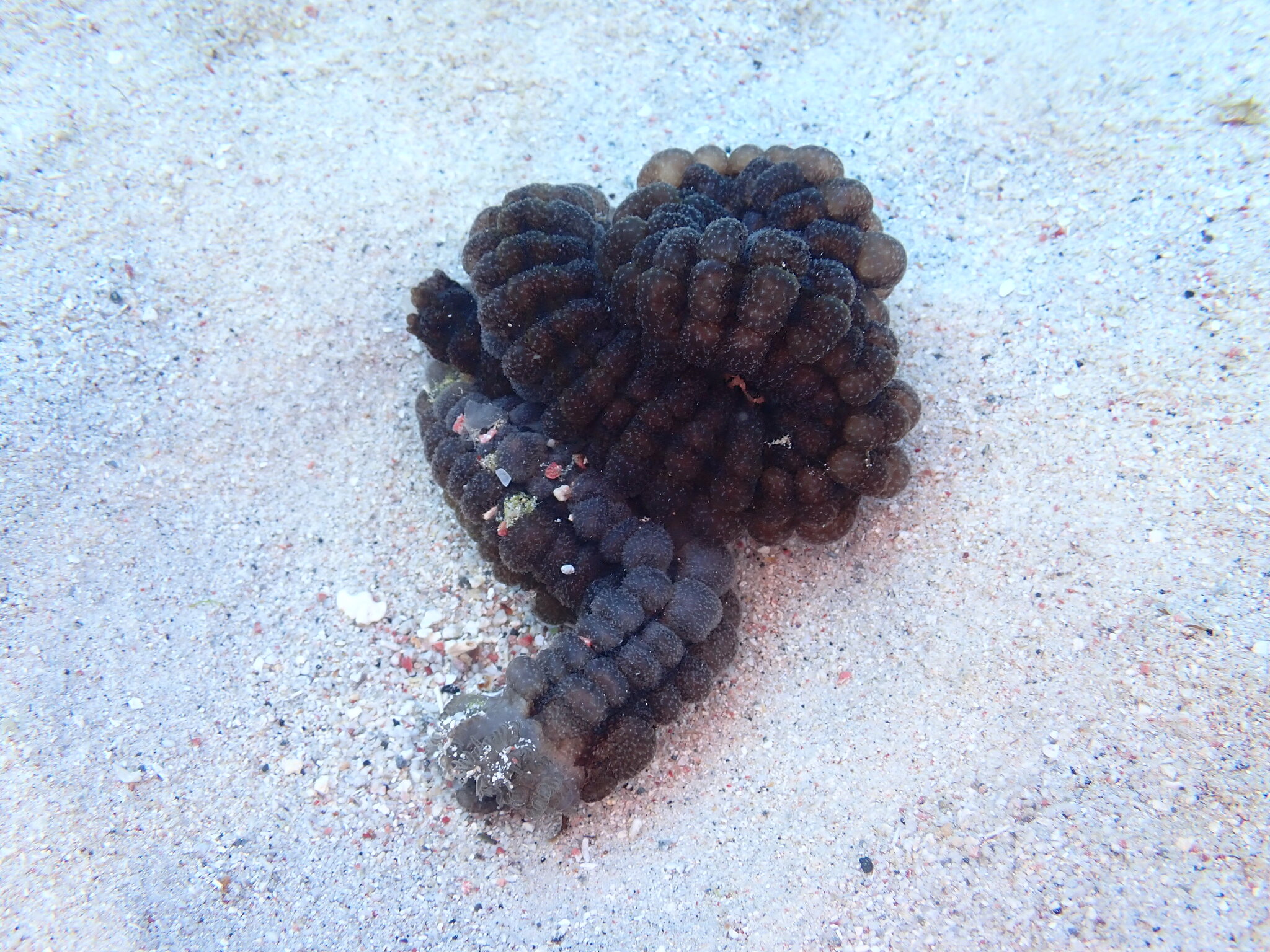 Euapta lappa (J.Müller, 1850)