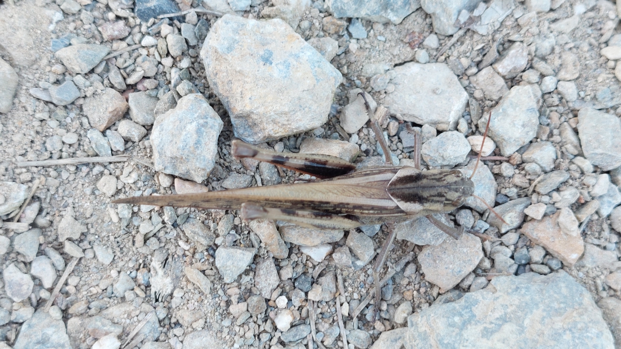 Locusta migratoria (Linnaeus, 1758)