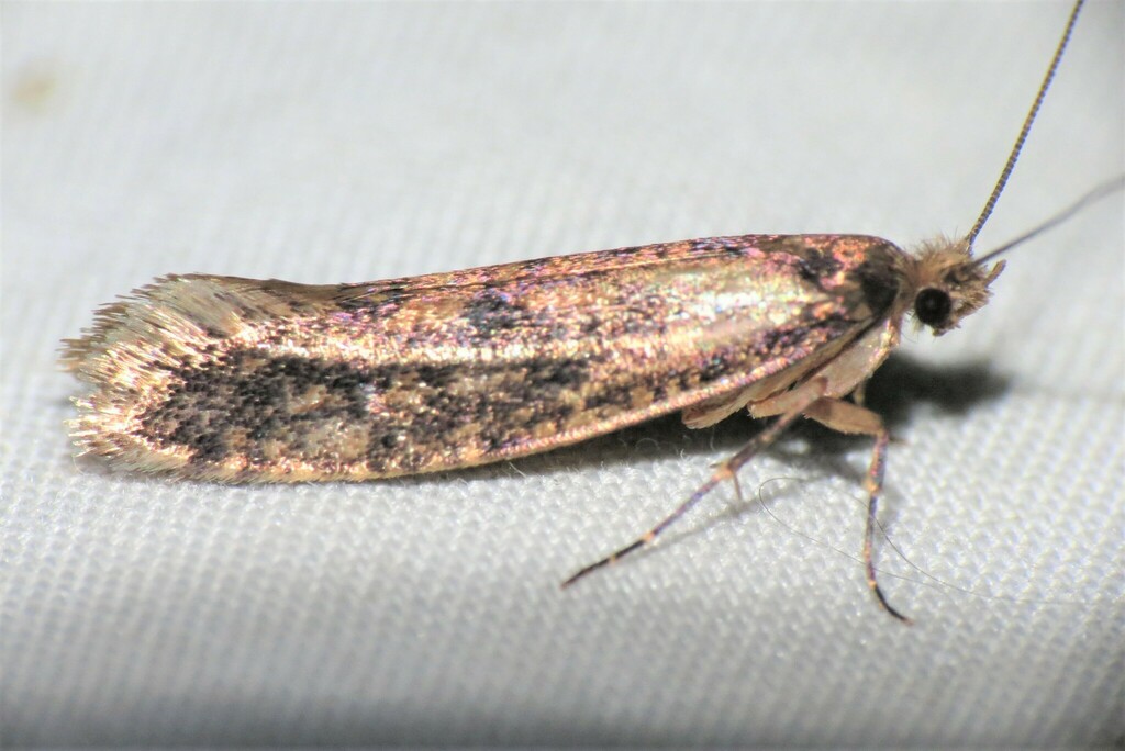 Fungus Grain Moth from 4100 Snaffle Bit Rd, Lebanon, IN 46052, USA on ...