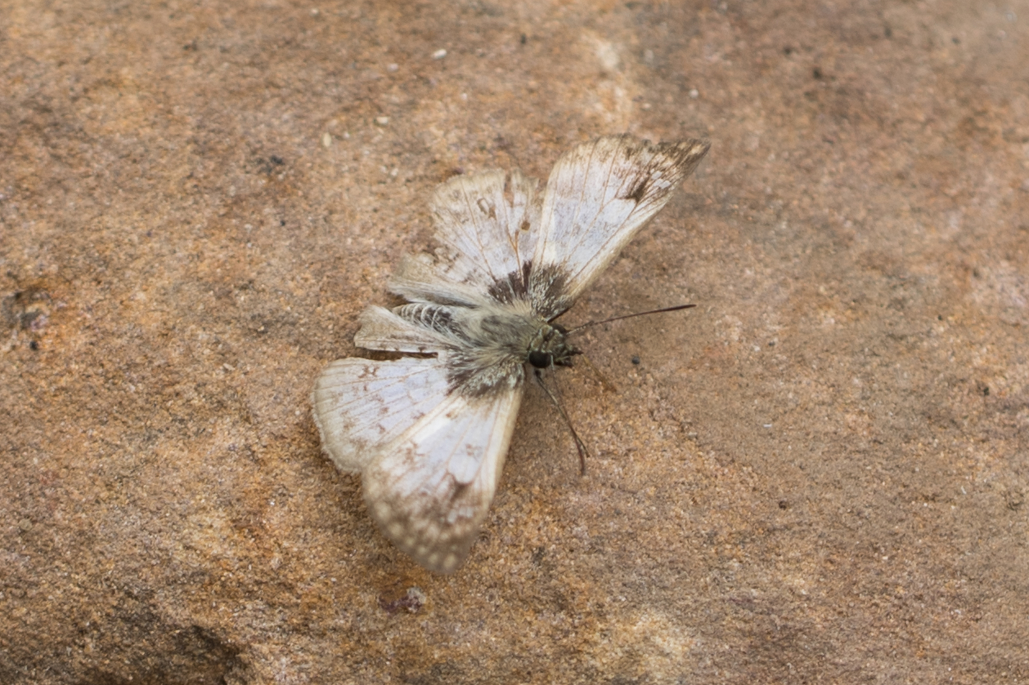 Carrhenes Godman & Salvin, 1895