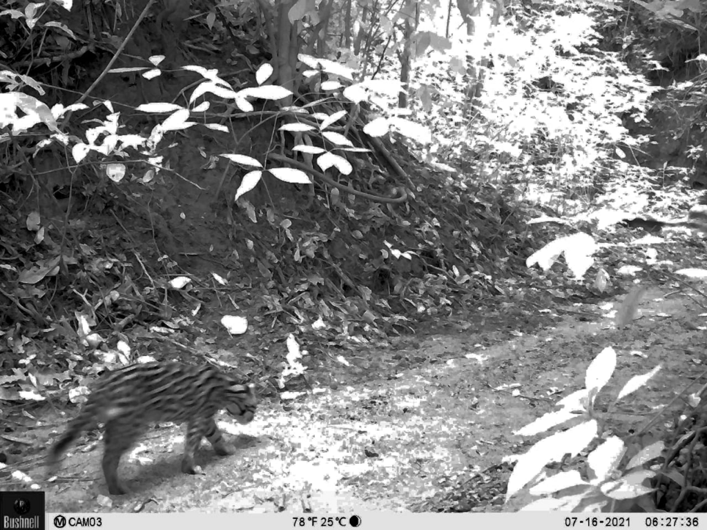 Ocelot from Usiacurí, Atlántico, Colombia on July 15, 2021 at 11:15 AM ...