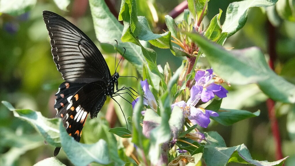 Common Mormon Swallowtail from Kandivali, Kandivali West, Mumbai ...