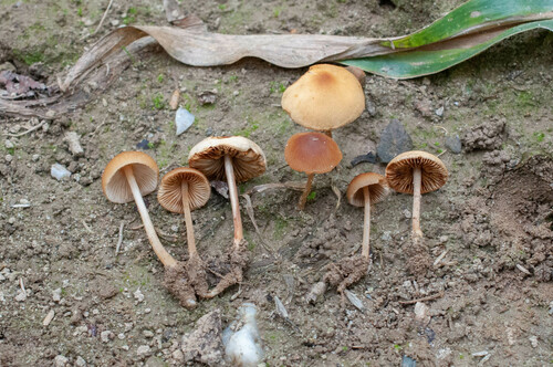 Conocybe antipus · iNaturalist