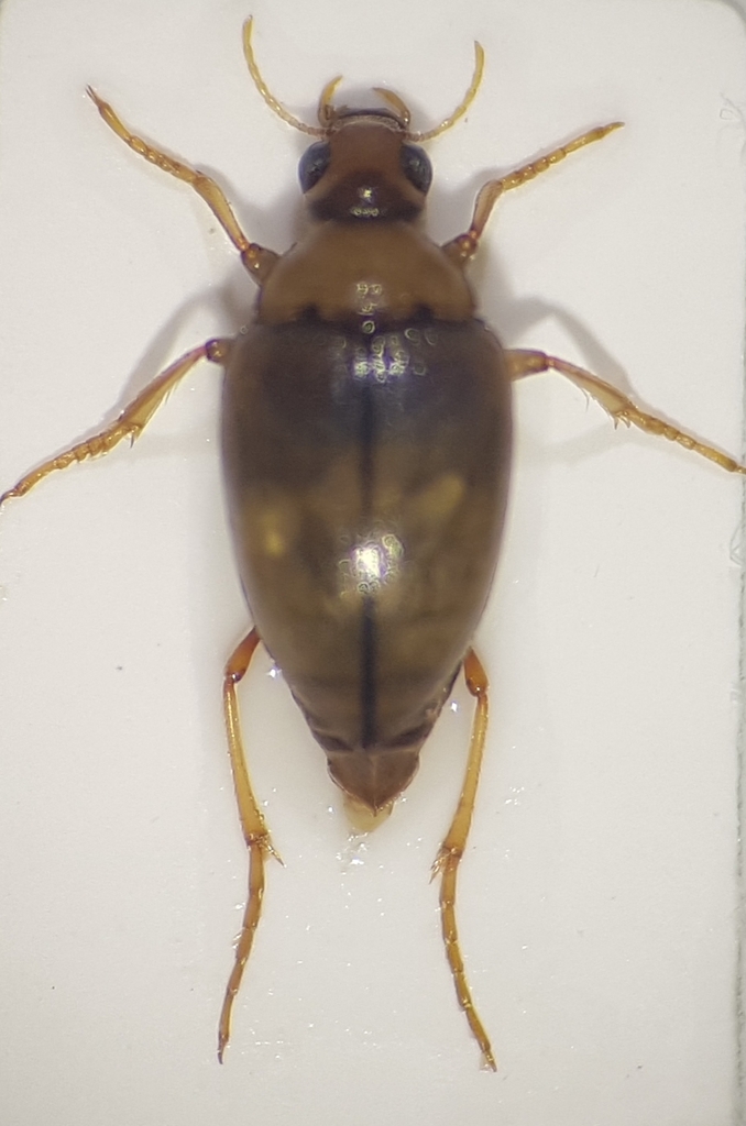 Haliplus obliquus from 82296 Schöngeising, Deutschland on October 16 ...