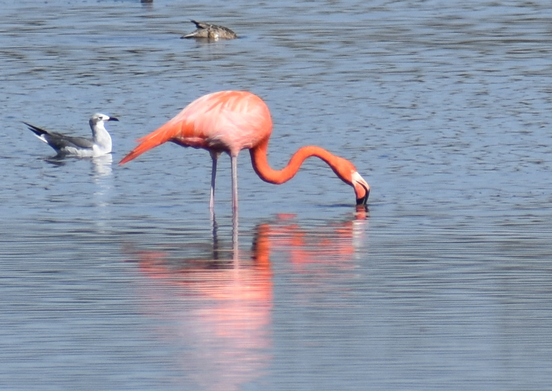 Phoenicopterus ruber Linnaeus, 1758