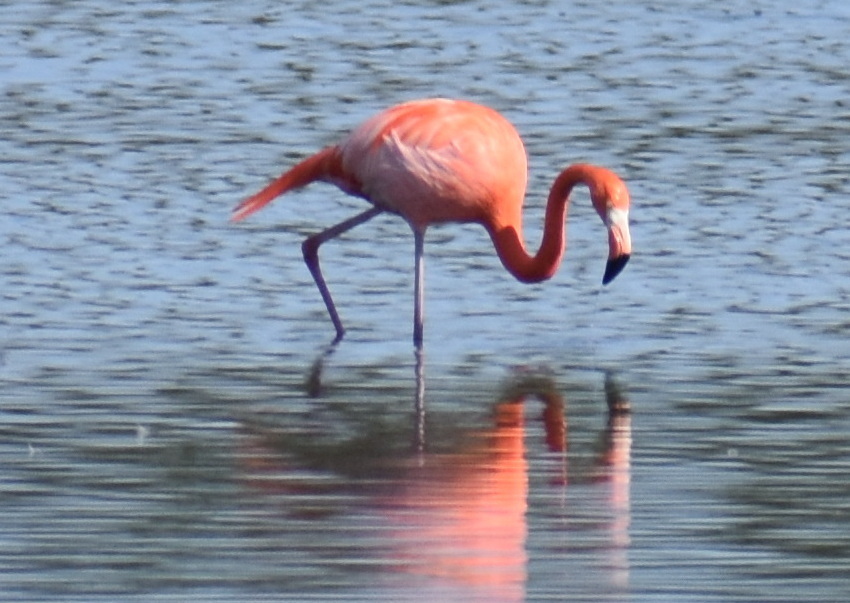 Phoenicopterus ruber Linnaeus, 1758