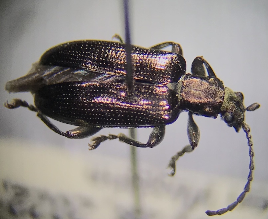Aquatic Leaf Beetles from Nebraska National Forest, Chadron, NE, US on ...