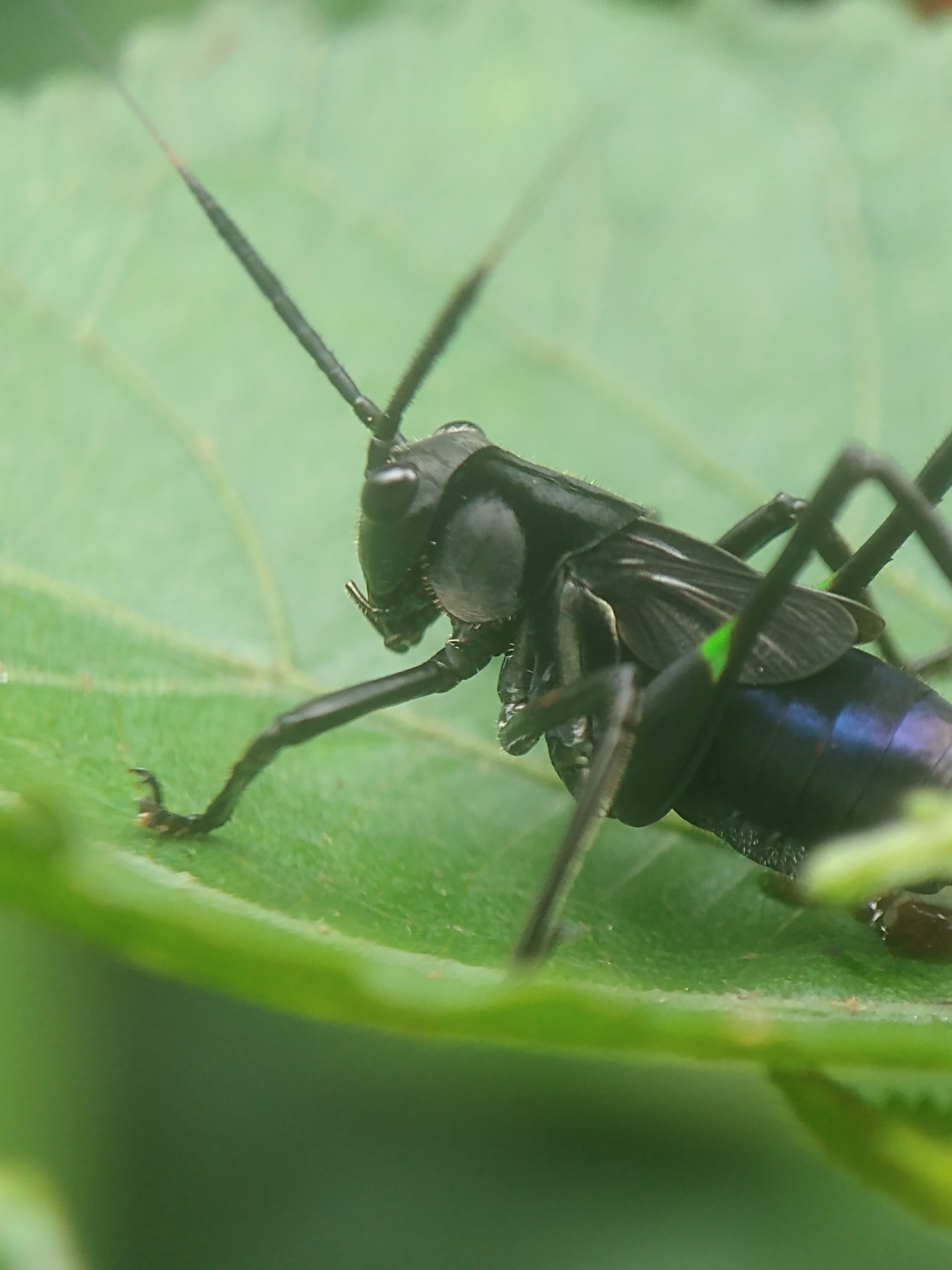Scaphura nigra (Thunberg, 1824)
