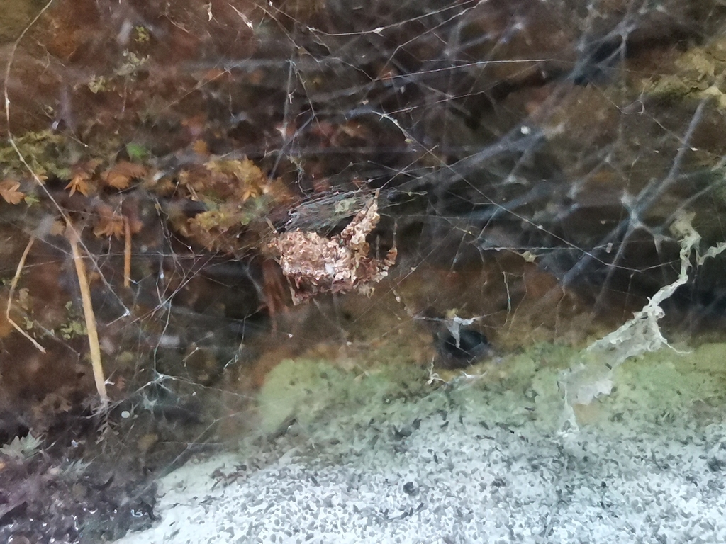 Dandy Spiders from X4VX+QRM ตำบล เขาพระ อำเภอรัตภูมิ สงขลา 90180 ประเทศ ...