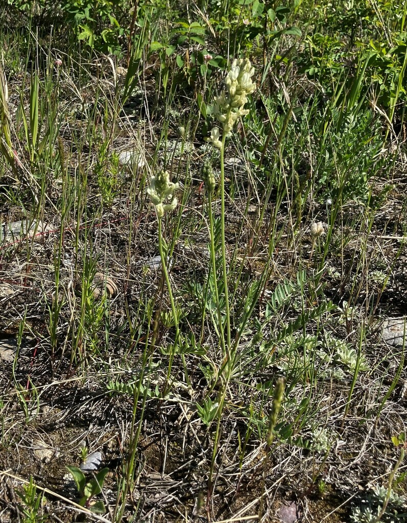 field locoweed from Kananaskis, AB T0L, Canada on June 26, 2022 at 04: ...