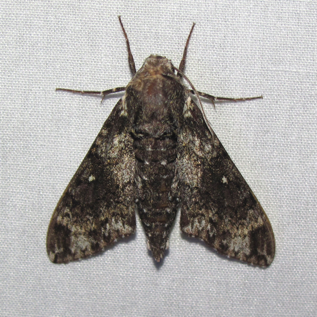 Pawpaw Sphinx (Pennsylvania Moths) · iNaturalist