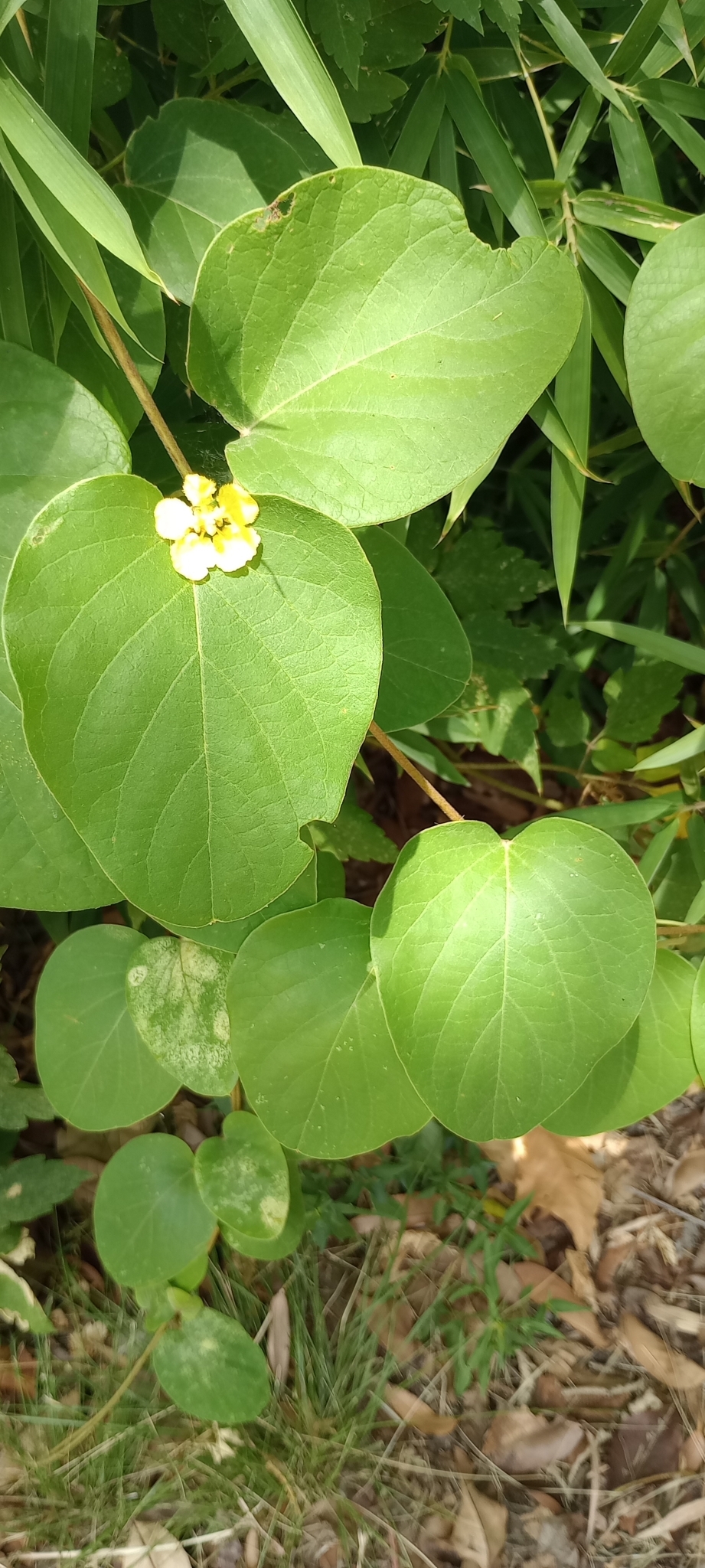 Stigmaphyllon A.Juss.