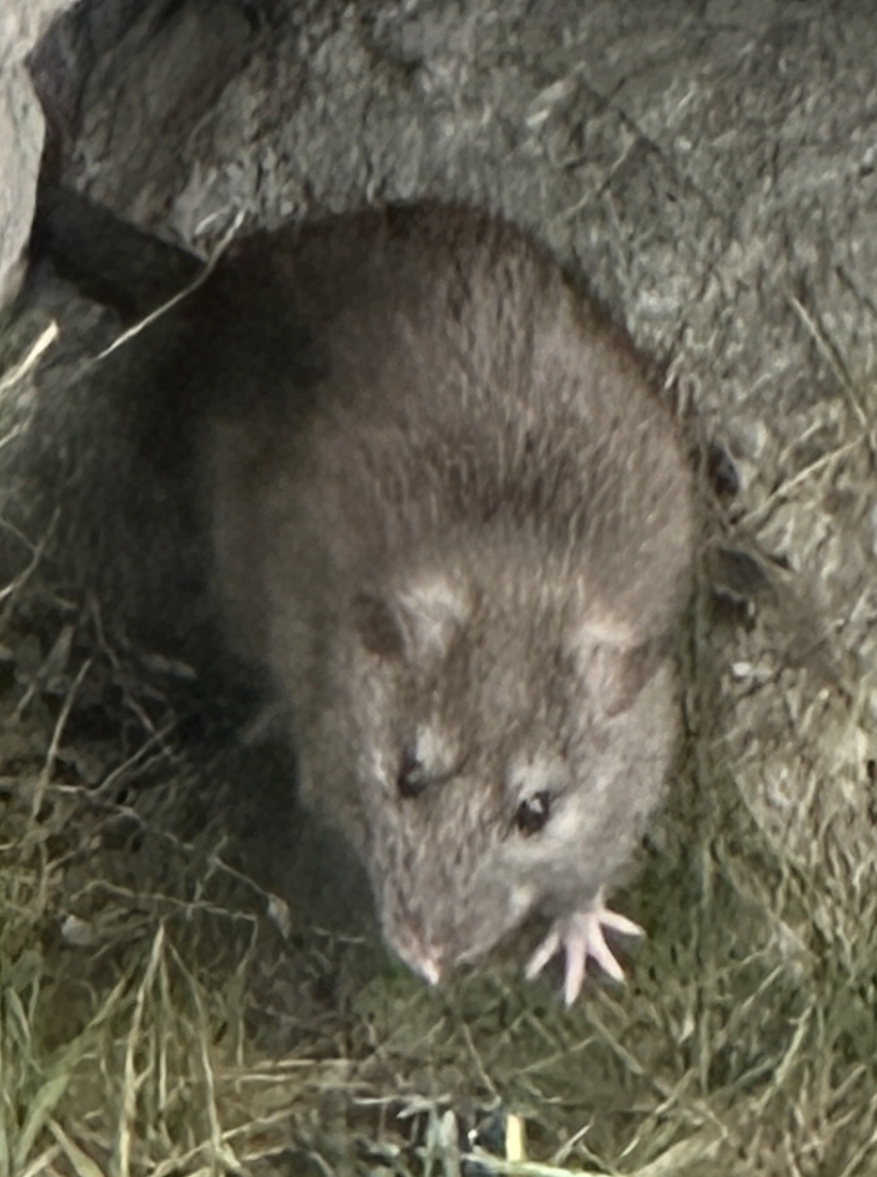 Rattus norvegicus (Berkenhout, 1769)