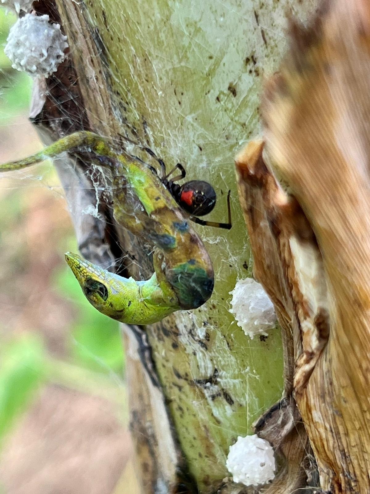 Latrodectus geometricus C.L.Koch, 1841