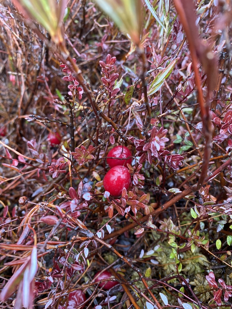 Cranberries from Sunbury, Delta, BC, CA on January 12, 2023 at 09:53 AM ...