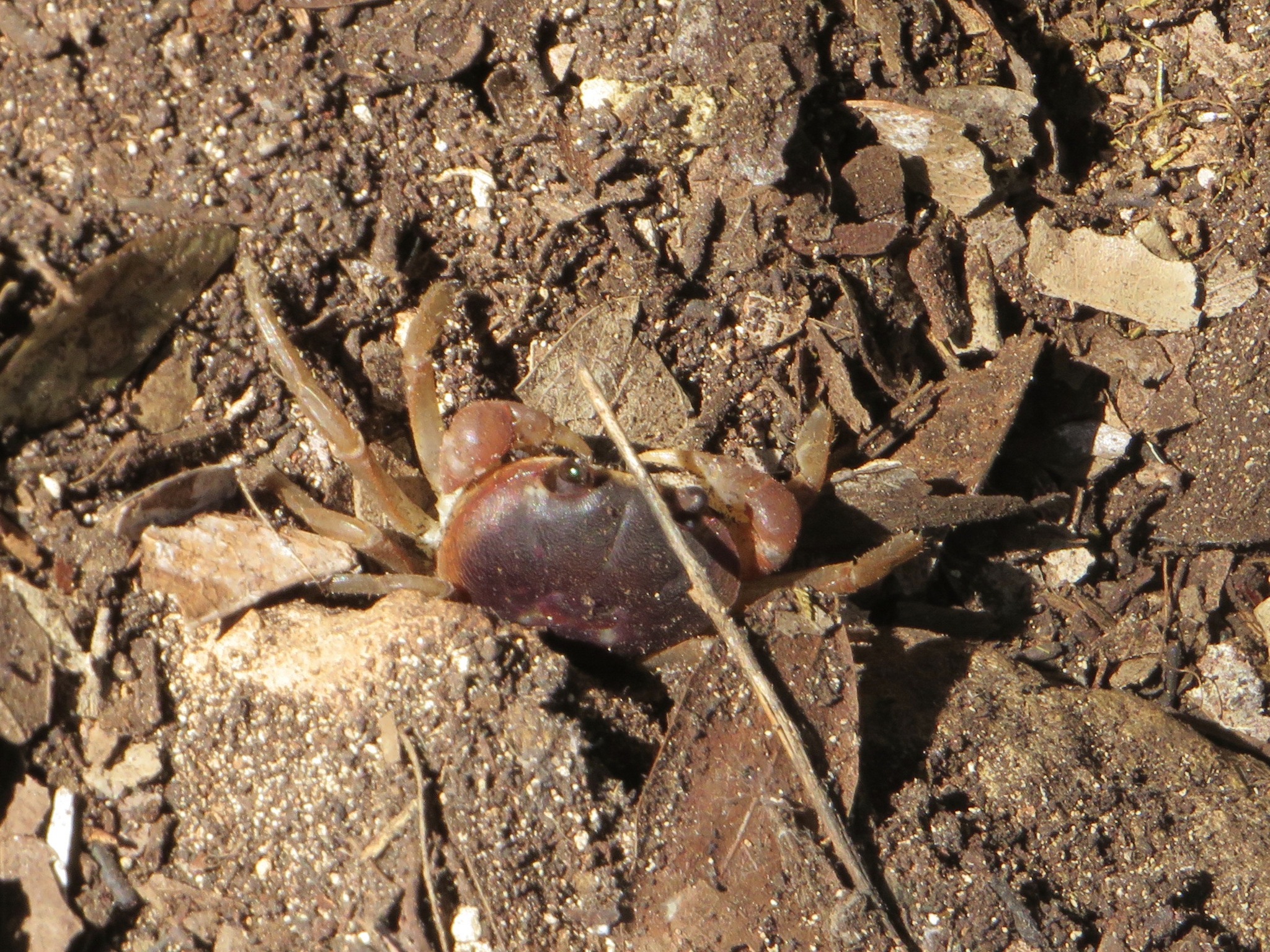Gecarcinus lateralis Guérin, 1832