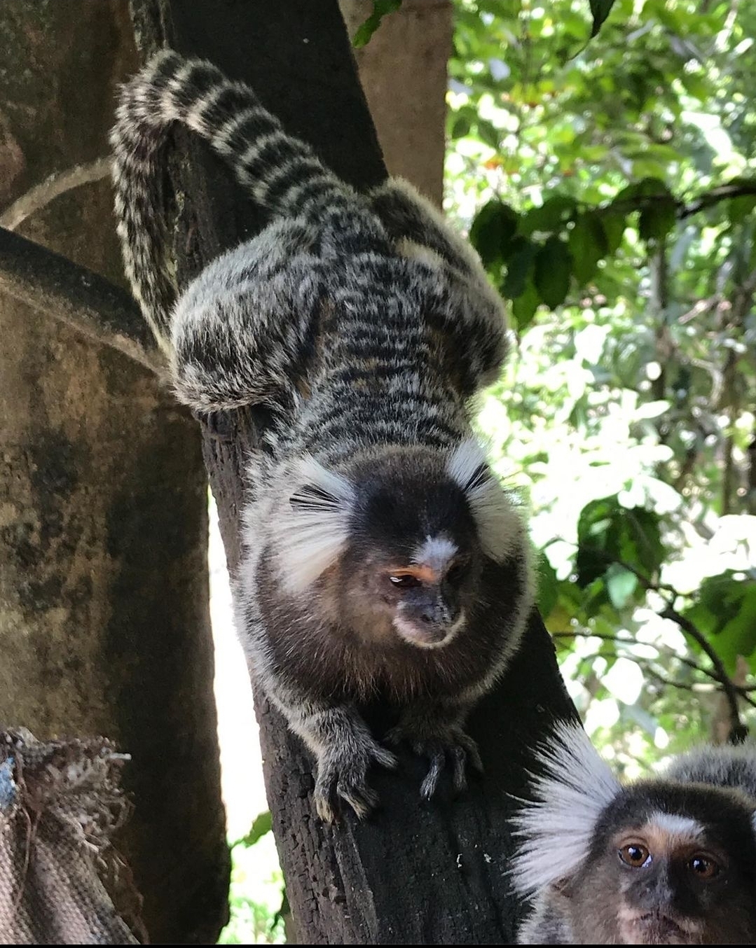 Callithrix jacchus (Linnaeus, 1758)