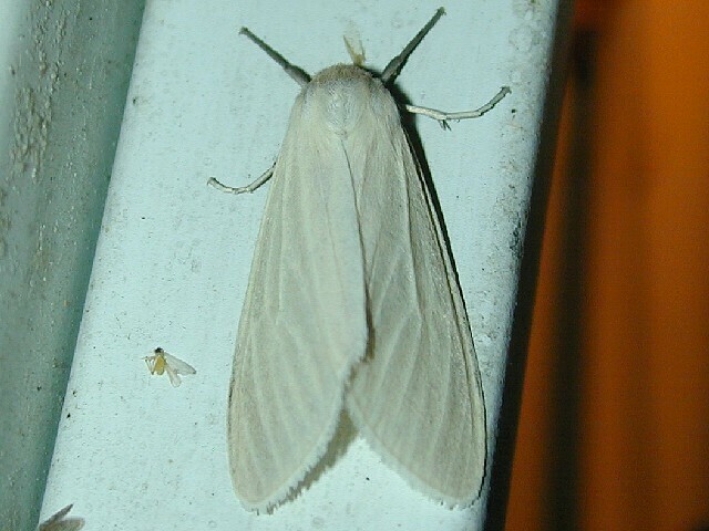 Oregon Cycnia Moth from Ward Pound Ridge, Westchester County, NY, USA ...