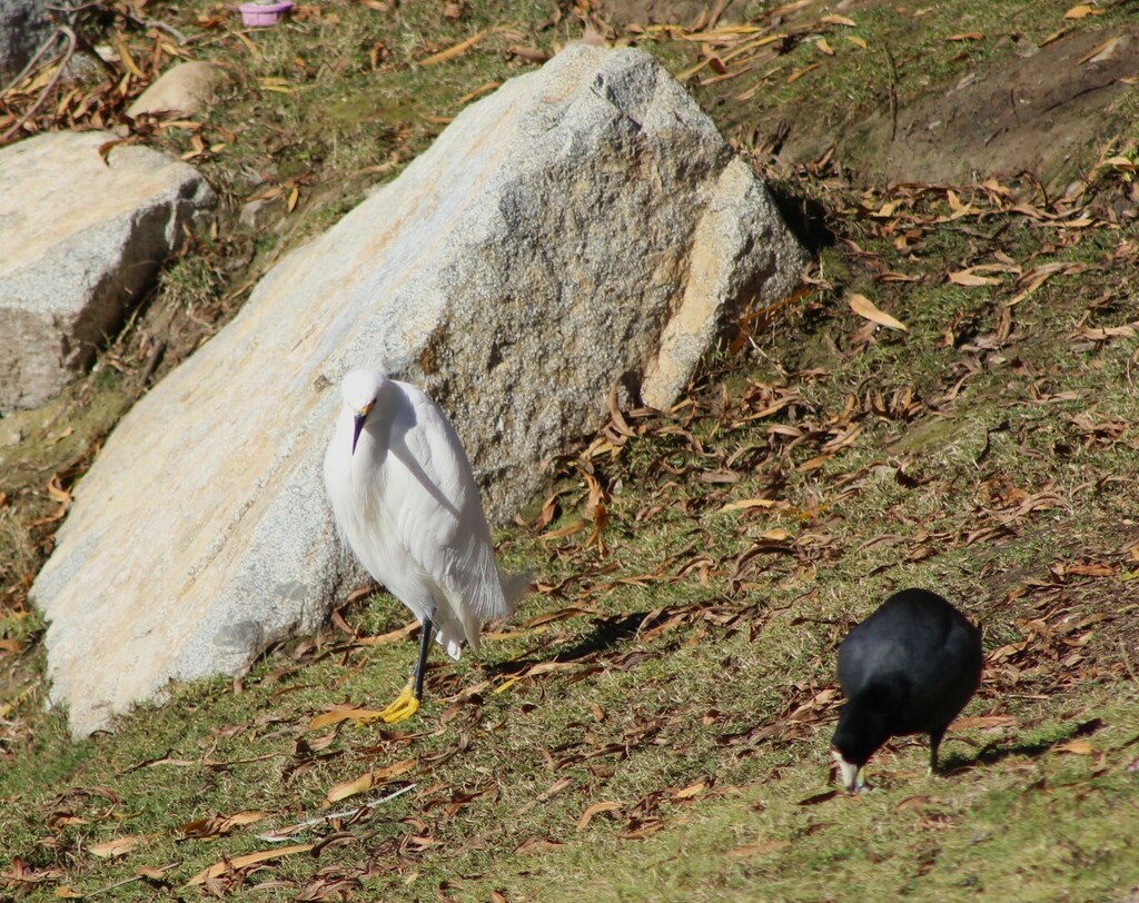 Snowy Egret from Santee, CA, USA on January 8, 2023 at 10:49 AM by ...