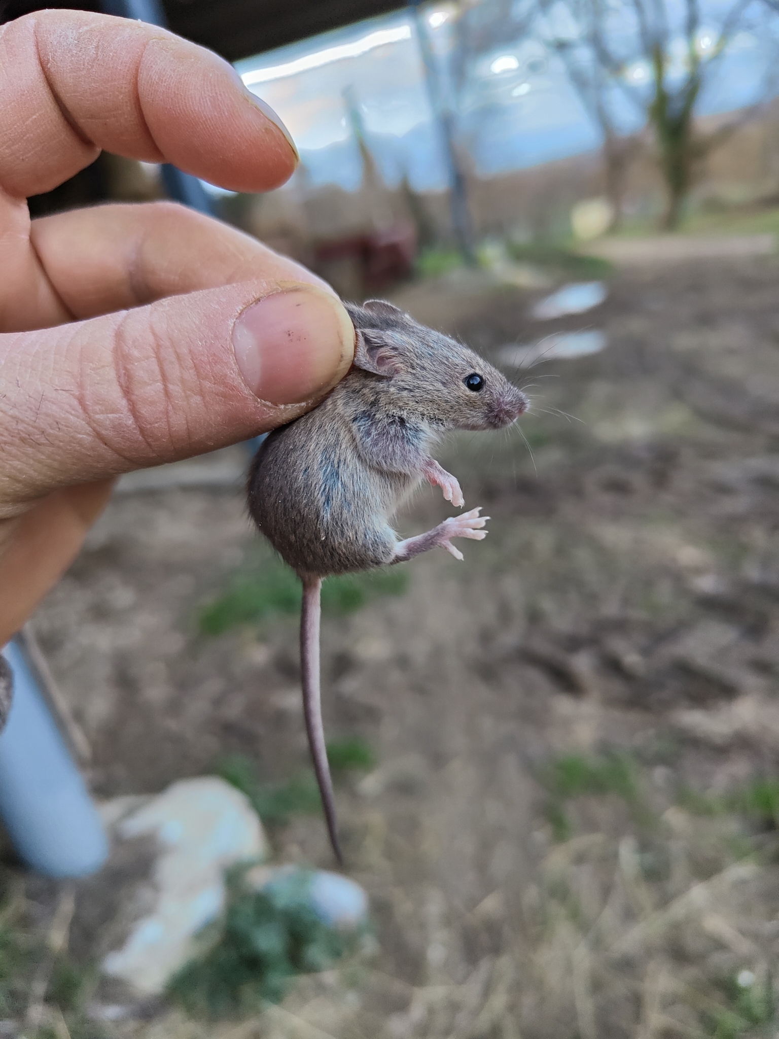 Mus musculus Linnaeus, 1758