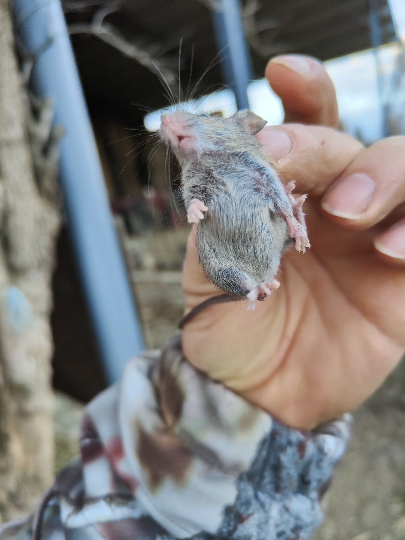 Mus musculus Linnaeus, 1758