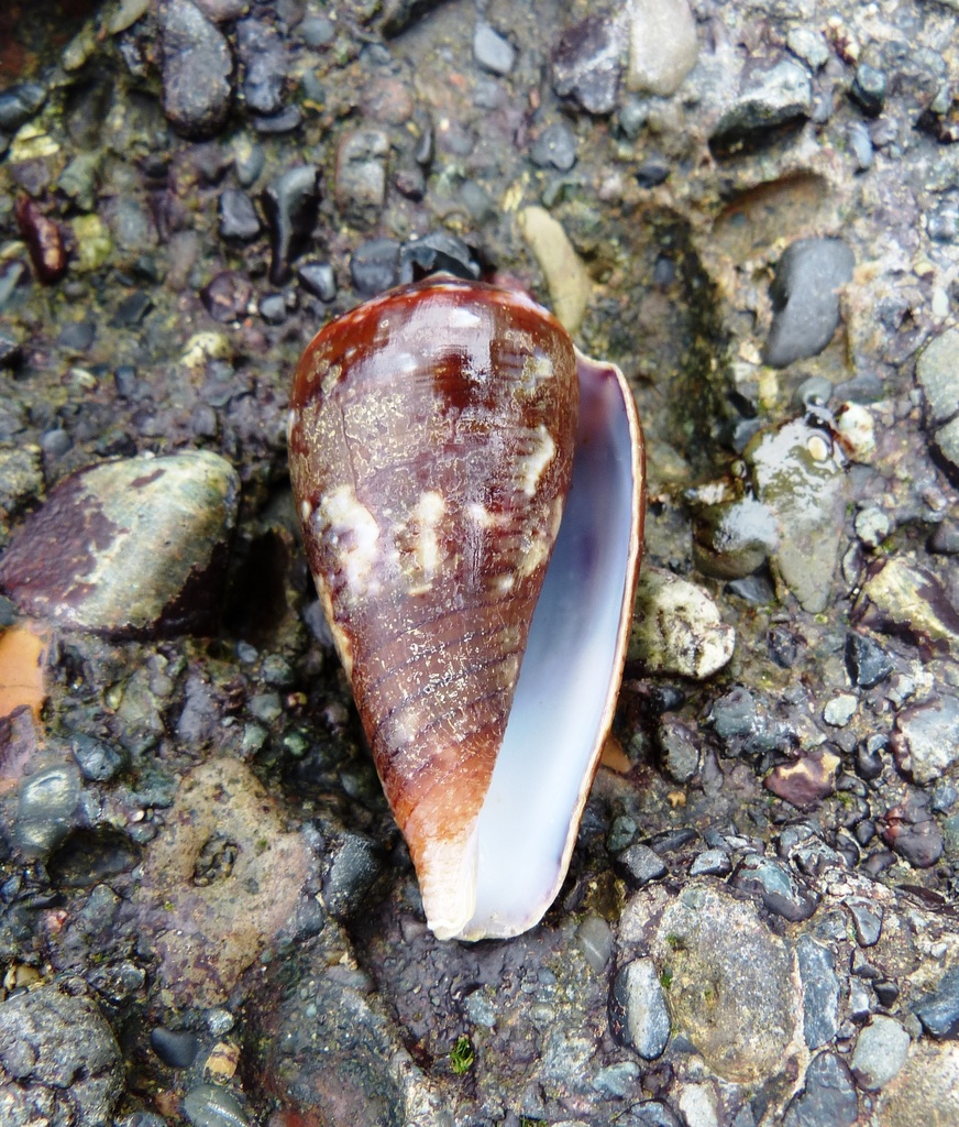 Purple Cone from Quingue, Ecuador on April 11, 2013 at 12:05 PM by ...