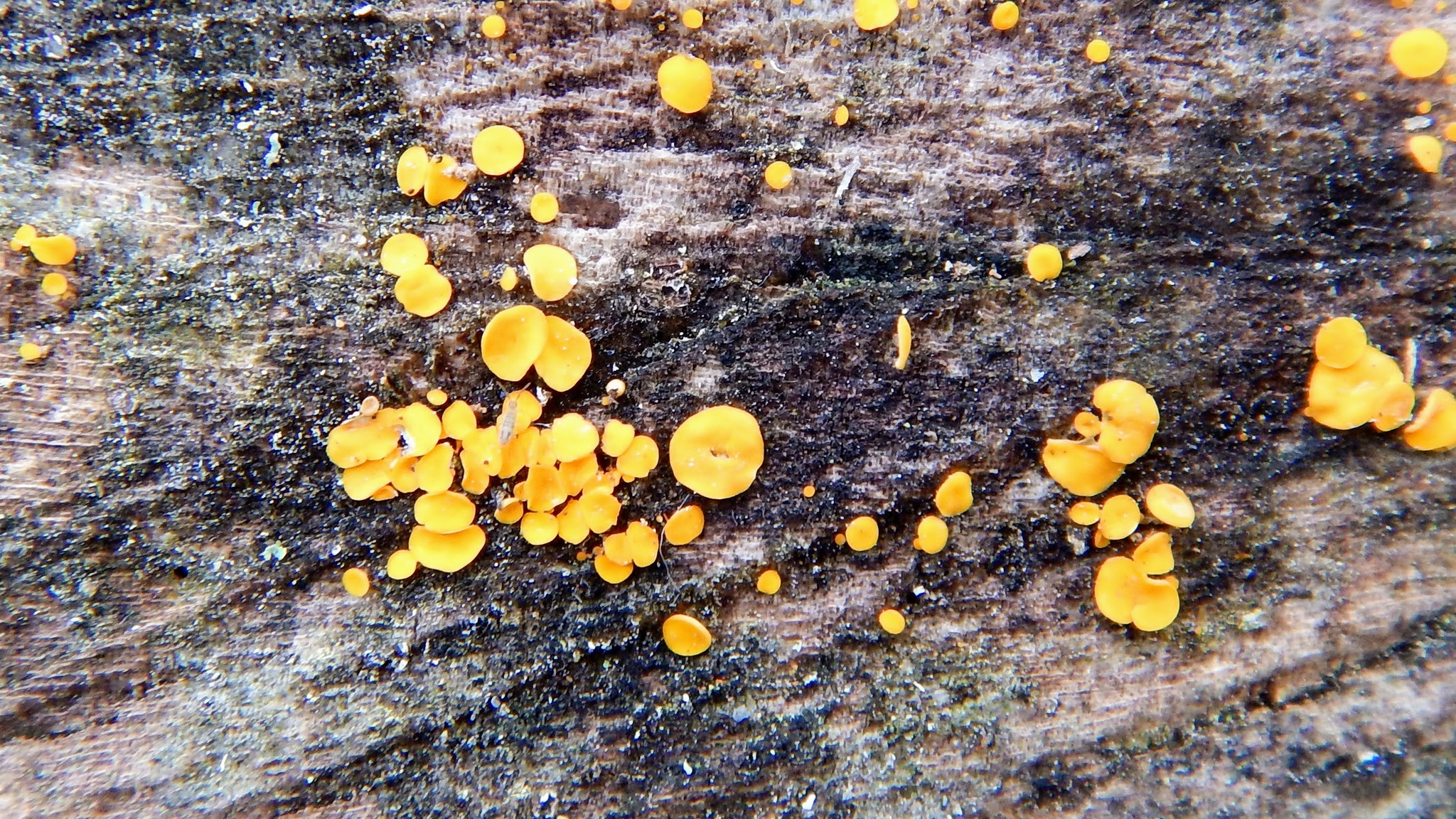 Bisporella citrina (Batsch) Korf & S.E.Carp.