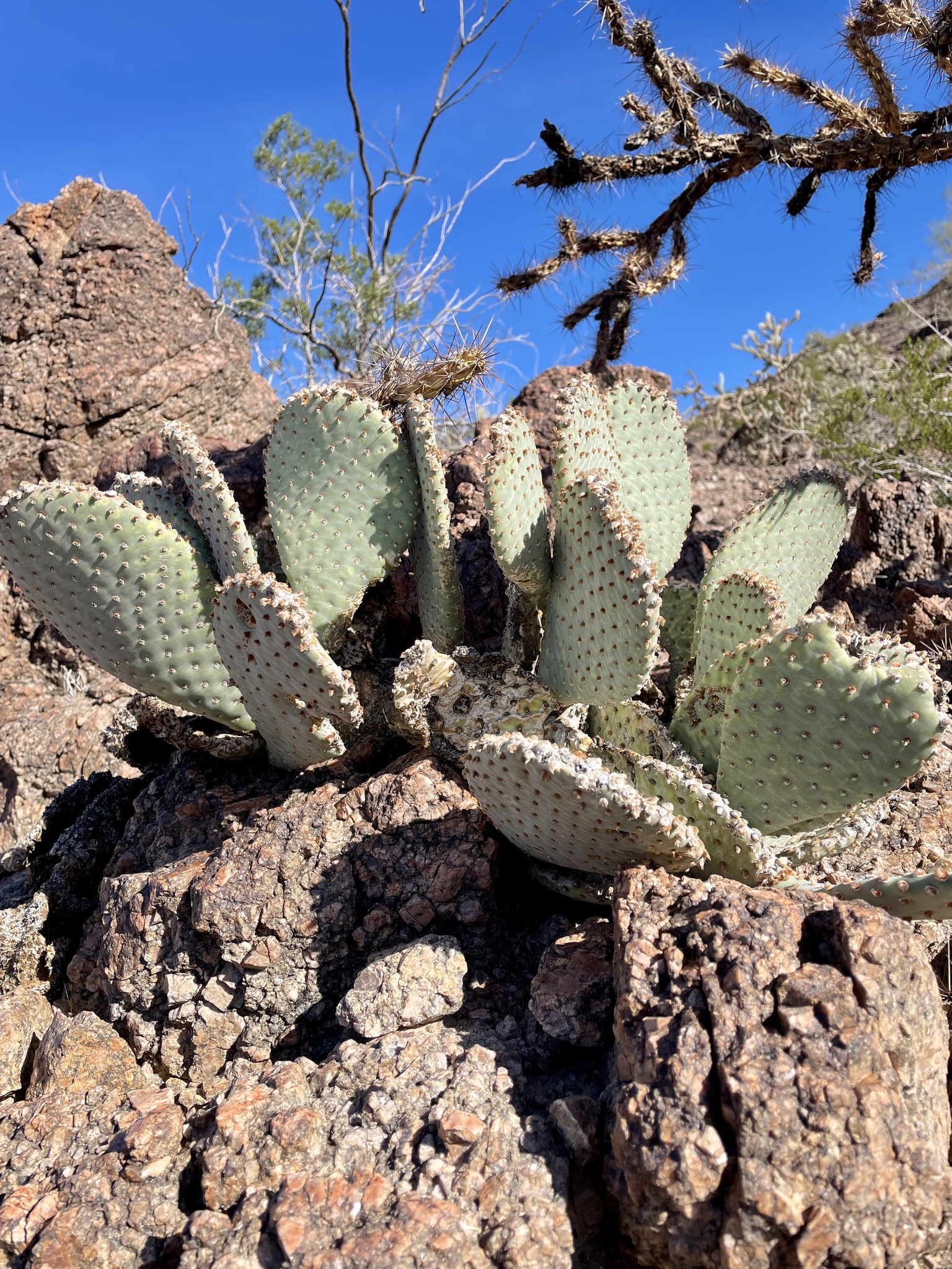 Opuntia basilaris var. basilaris