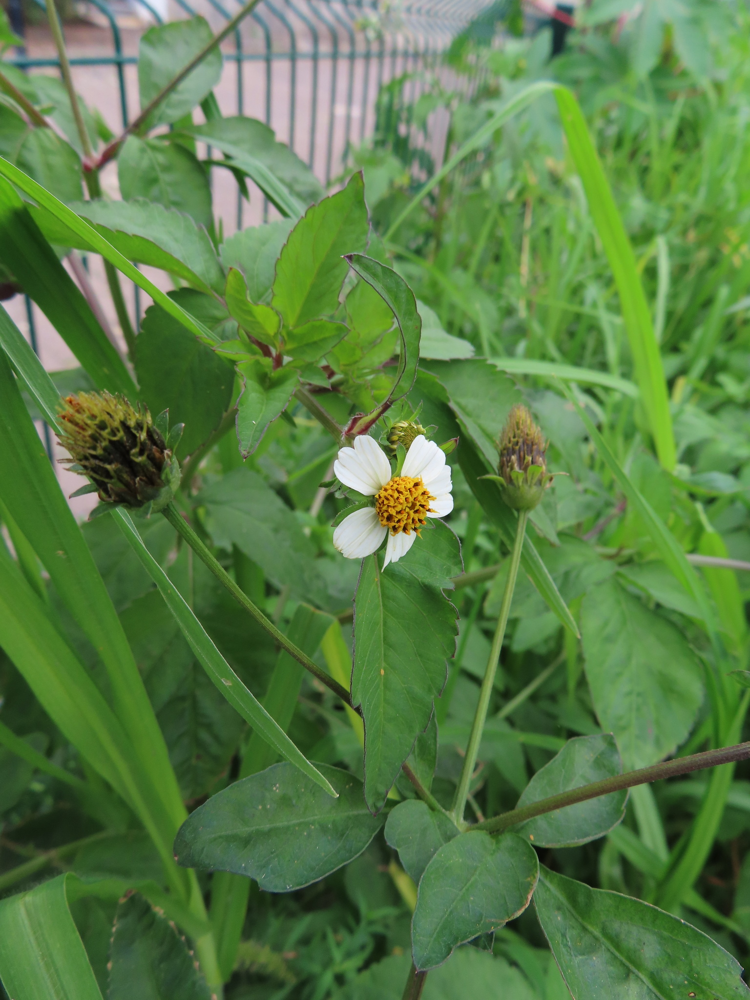 Bidens pilosa L.