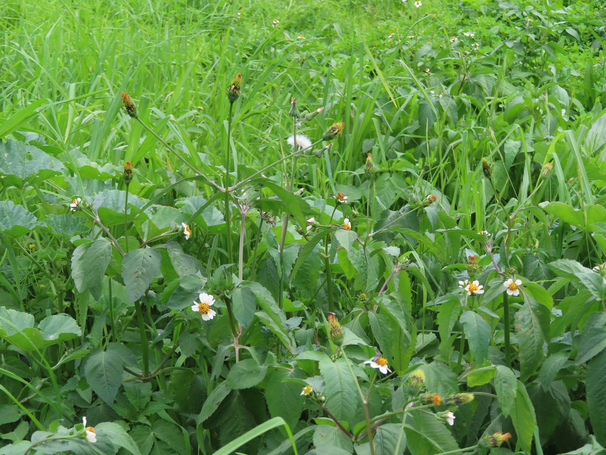 Bidens pilosa L.