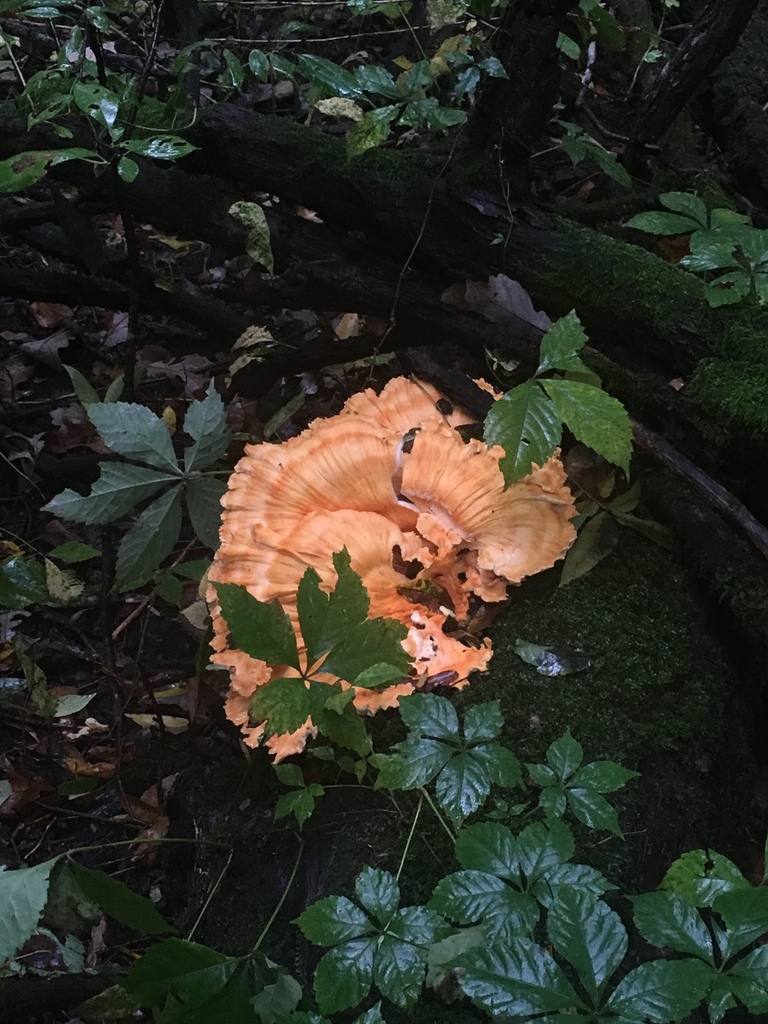 chicken of the woods from Spring Lake Regional Park, Rosemount, MN, US ...