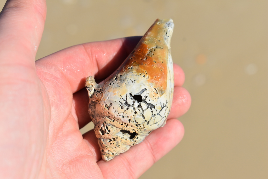 Florida Fighting Conch from Franklin County, FL, USA on January 09 ...