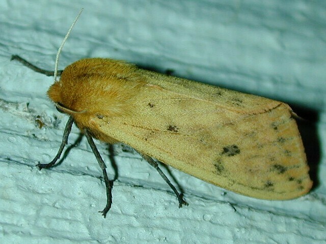 Isabella Tiger Moth from Bedford Audubon Society, Katonah, NY, USA on ...